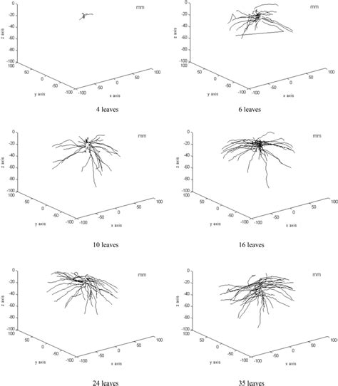 Root System Architecture 3d Reconstruction 4 6 10 16 24 And 35