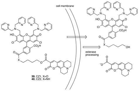 Small Molecule Fluorescent Sensors For Investigating Zinc Metalloneurochemistry Abstract