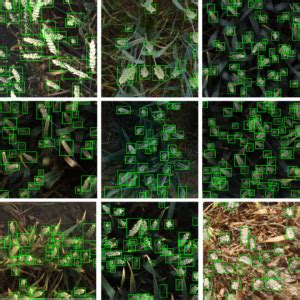 Comparing Kerascv Yolov Models On The Global Wheat Data