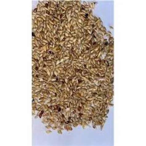 Fodder Seeds In Ahmedabad Latest Price And Mandi Rates From Dealers In
