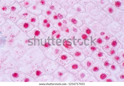 Mitosis Cell Root Tip Onion Under Stock Photo Shutterstock