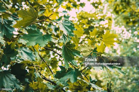 녹색은 배경으로 나뭇잎 디자인에 대 한 배경입니다 나뭇잎의 배경입니다 여름 배경 0명에 대한 스톡 사진 및 기타 이미지 0명 갈색 계절 Istock