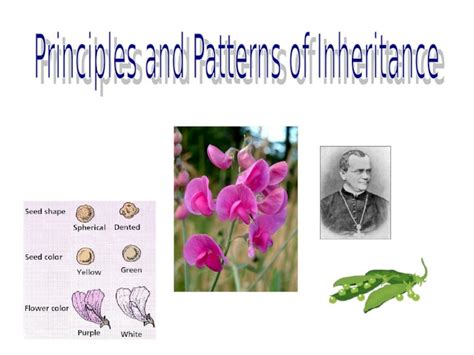 ppt principles and patterns of inheritance dokumen tips