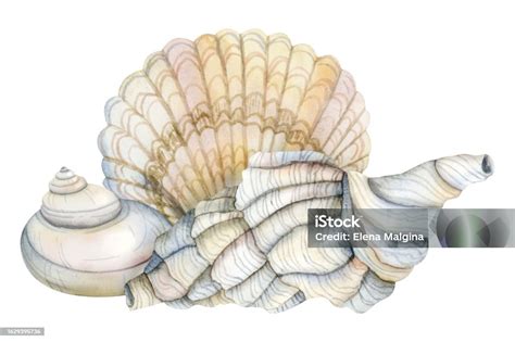 스티커와 항해 디자인을 위해 흰색 배경에 분리된 밝은 회색과 베이지색의 가리비 껍질 그림이 있는 수채화 소라 나선형 조개껍데기