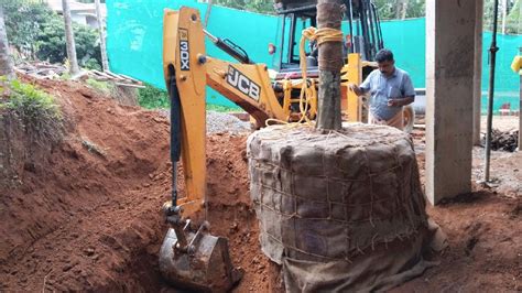 Tree Transplantation At Rs 10000 In Malappuram Id 6830183