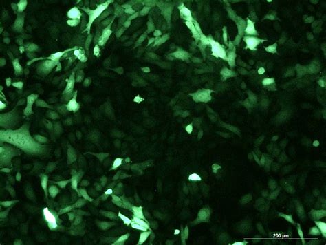 Oricell®mcf 7 With Gfp