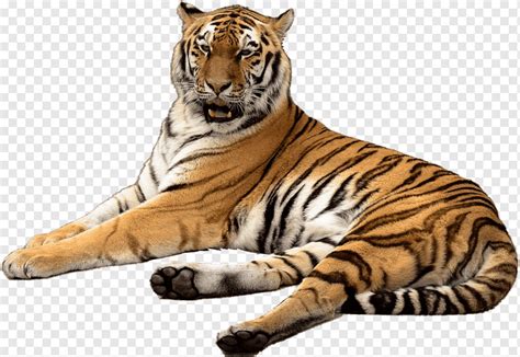 Harimau Png Pngwing
