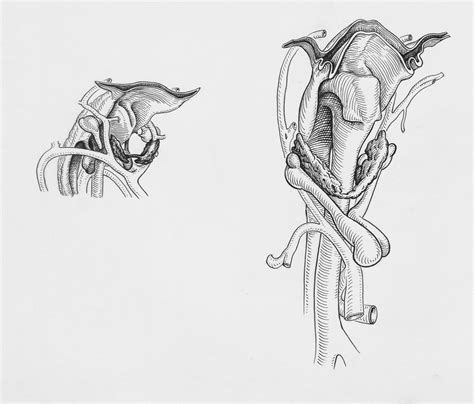 Earthworm Dissection Flashcards