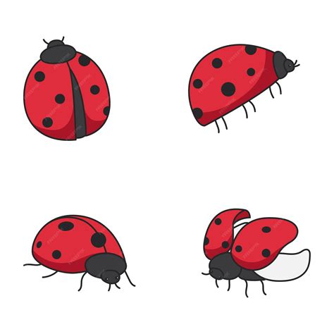 Premium Vector Ladybug Illustration