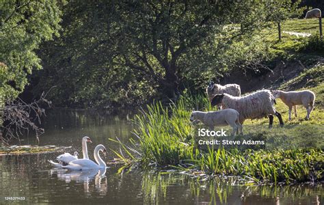 한 쌍의 음소거 백조와 호기심 많은 양과 양들이 마주한 강에 있는 시그넷 0명에 대한 스톡 사진 및 기타 이미지 Istock
