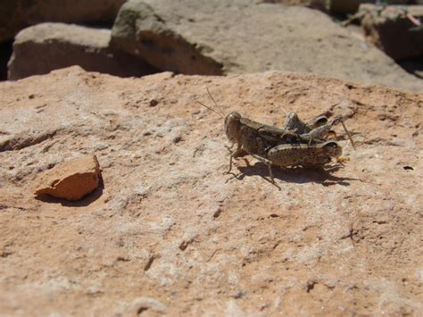 Grasshopper By Goofyx On Deviantart