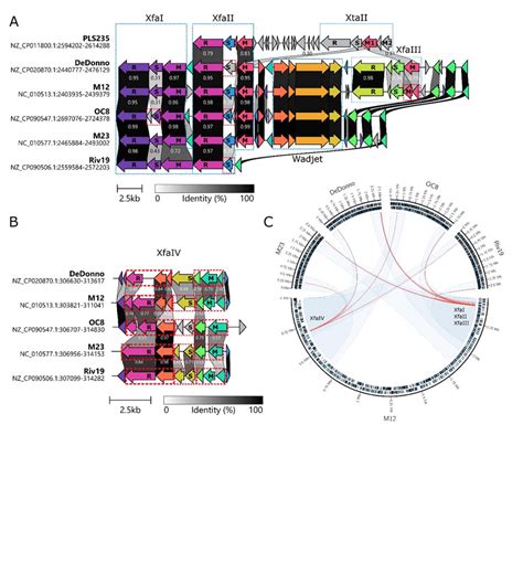 Alignment And Genomic Location Of Type I Restriction Modification Download Scientific Diagram