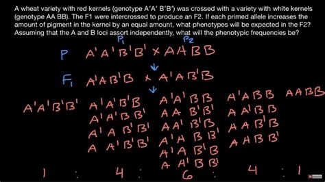 Nikolays Genetics Lessons On Linkedin Additive Trait Explained
