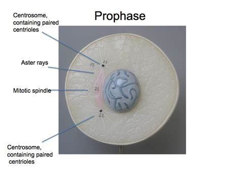 Lab Quiz Flashcards Quizlet Lab Quiz Flashcards Quizlet