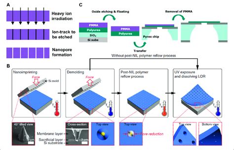 Polymer Based Nanopores A Fabrication Process Of Track Etching Download Scientific Diagram