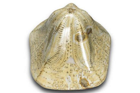5 3 Polished Miocene Fossil Echinoid Clypeaster Morocco 288920