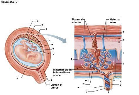 Lesson 11 Part 1 Diagram Quizlet