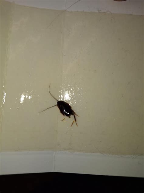 What Kind Of Roach R Whatsthisbug