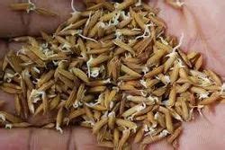 Paddy Seed Production At Best Price In Coimbatore By Director Seed Certification ID 8583300673