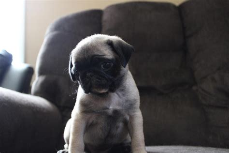 Newborn Pugs Pug Pups Begin Their Life Fully Reliant By Perfect