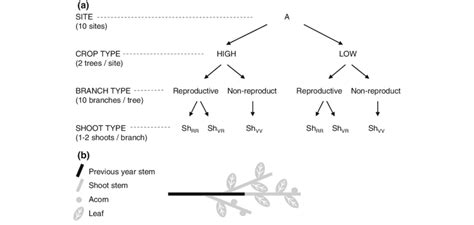 A Schematic Of Sampling Design Two Trees Were Chosen From Each Of Ten Download Scientific