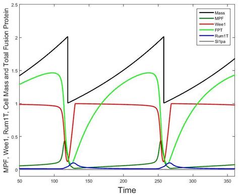 Mpf Inhibition On Cell Cycle Dynamics Dynamics Of Different Cell Cycle
