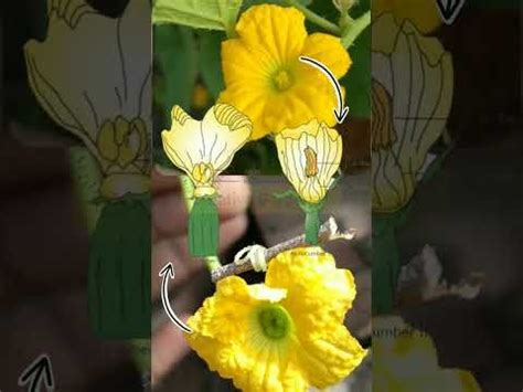 Difference Between Male Female Flower Cucumbers Plant How To Grow Cucumbers In A Pot