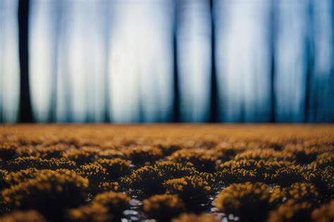 Premium Ai Image 3d Rendering Of A Field In The Middle Of The Forest