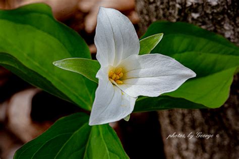 Large Flowered Trillium Trillium Grandiflorum Michx Salisb What