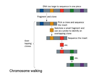 Chromosome Walking