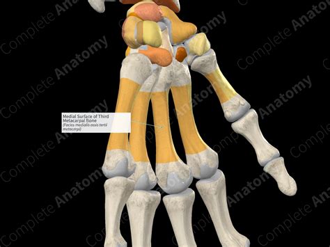 Medial Surface Of Third Metacarpal Bone Complete Anatomy