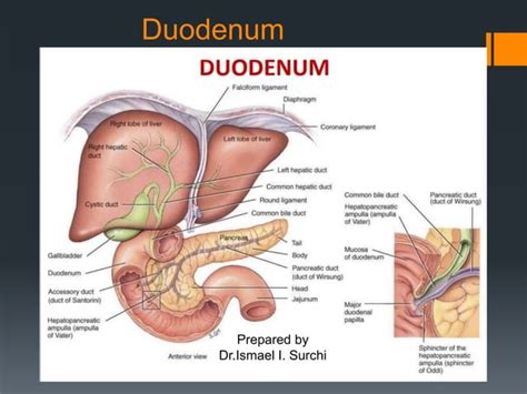 Duodenum By Ismail Surchi Ppt