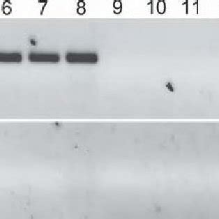 Primer Specificity Assessment With Positive And Negative Control Download Scientific Diagram