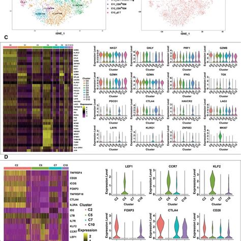 Heterogeneity Of Cd8⁺ And Cd4⁺ T Cells In Normal Tissue A The