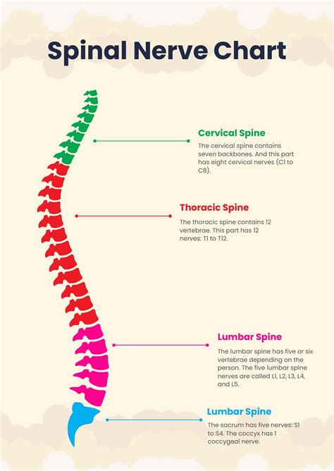 Spinal Nerves Chart