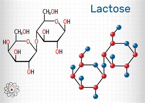Lactase Enzyme Structure