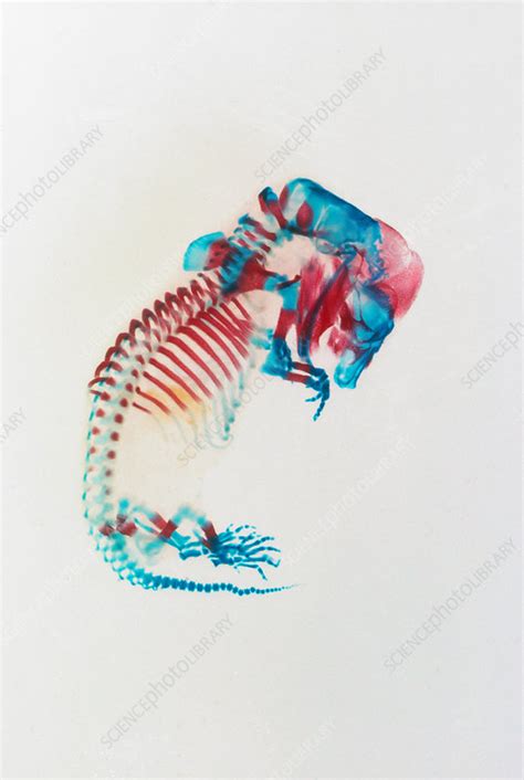 Rat Fetus Stock Image C003 4419 Science Photo Library