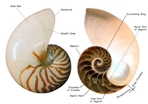 Morphology Of Fossil Cephalopod Shells Shells Nautilus Cephalopod