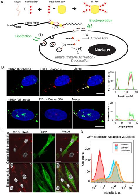 Mrna Labeling Validation And Transfection Into Cells Using Cationic