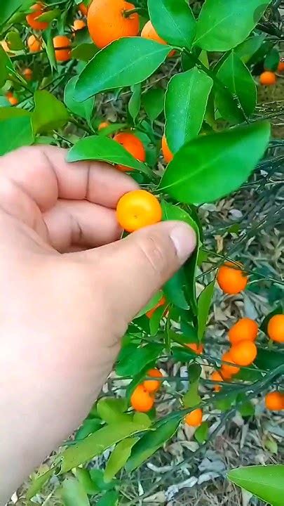 Have You Ever Seen The Worlds Smallest Orange In China 🤯 Shorts Youtube