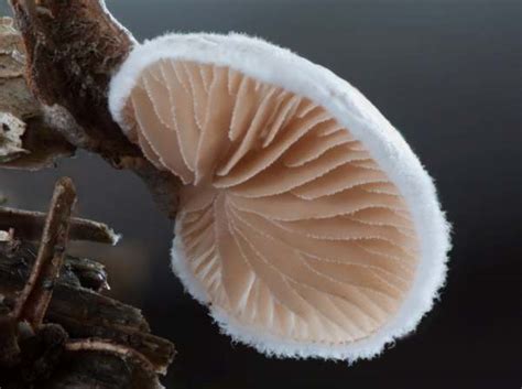 Crepidotus Variabilis Variable Oysterling Identification