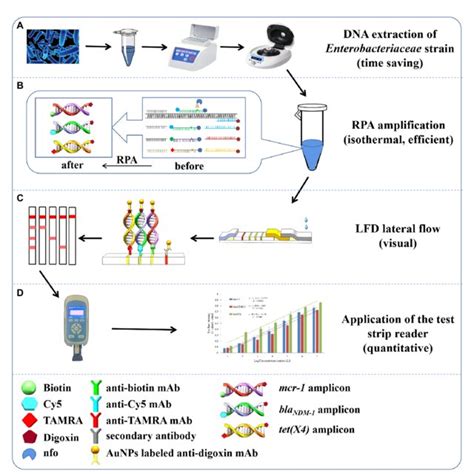Rpa Lfd Assay Strategy A Dna Extraction Of Enterobacteriaceae