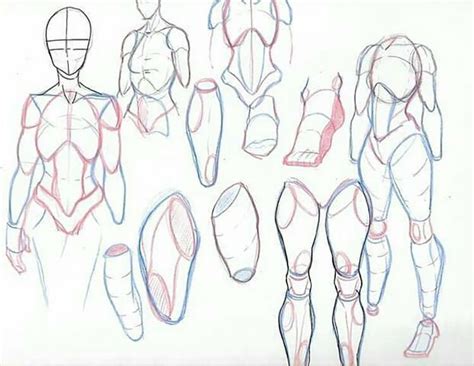 Anatomy Examples Drawing How To Draw Basic Human Anatomy
