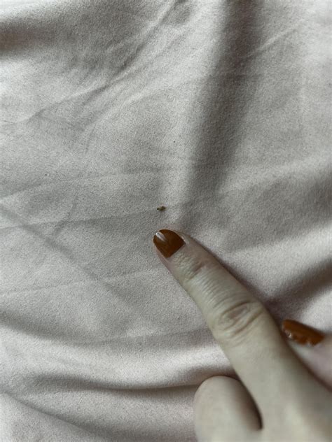 New Apartment And Found Bug In My Bed R Pestcontrol