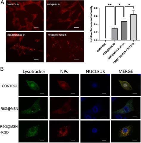 A Cell Uptake Of Different Nanoparticles At Different Time Periods Download Scientific