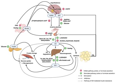 Hormone Protein Metabolism Control At Joan Huber Blog