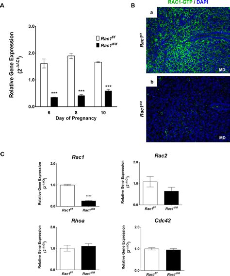 Loss Of Rac1 Expression In The Uterus Of Rac1d D Mice A Efficient Download Scientific