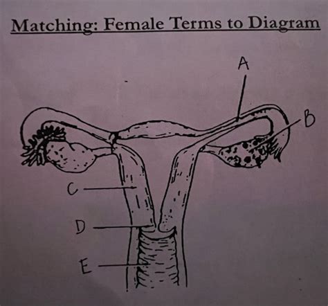 test 6 sex ed flashcards quizlet