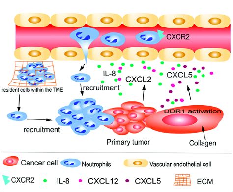 Recruitment Of Tumor Associated Neutrophils Tans To Primary Tumors Download Scientific