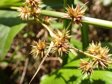 Roundhead Rush Juncus Validus Easyscape Plant Profile